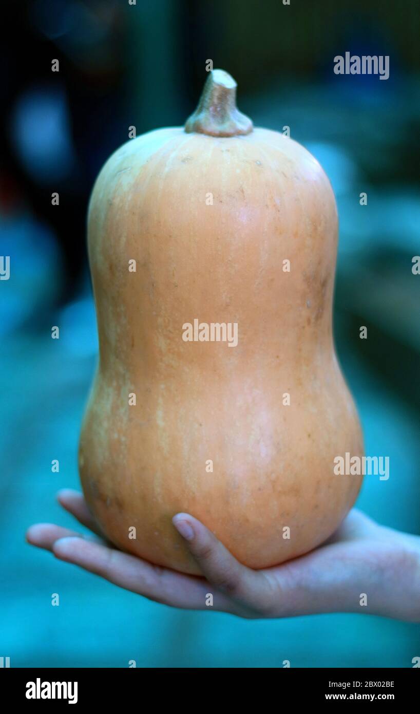 Labu High Resolution Stock Photography and Images - Alamy