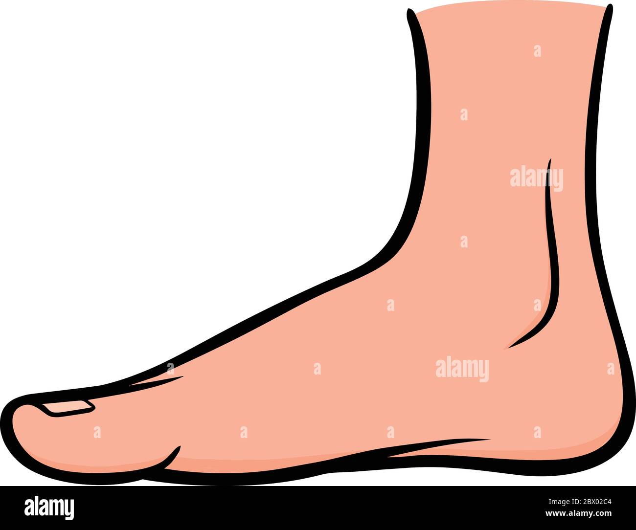 Inside Foot An Illustration Of The Inside View Of A Foot Stock Vector inside-foot-an-illustration-of-the-inside-view-of-a-foot-stock-vector