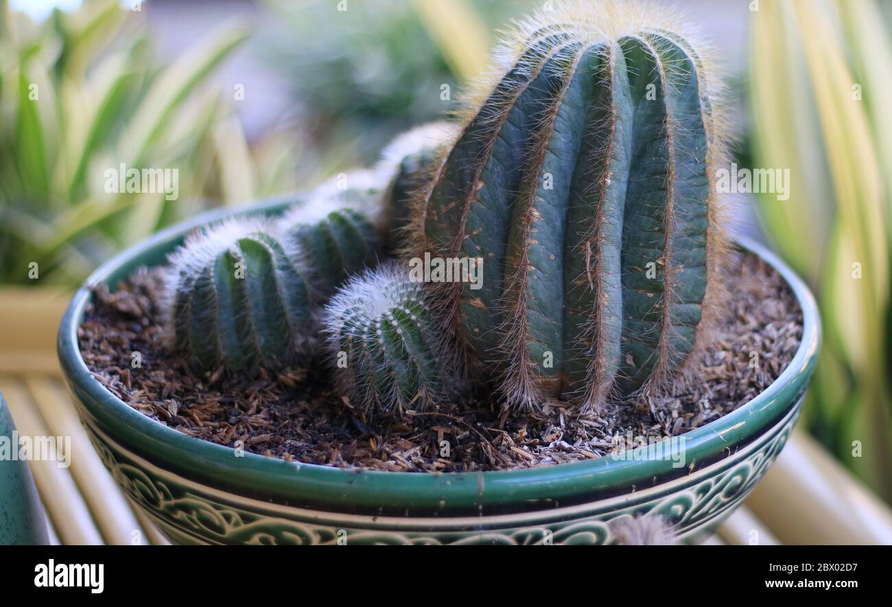 Plant family cactaceae hi-res stock photography and images - Alamy