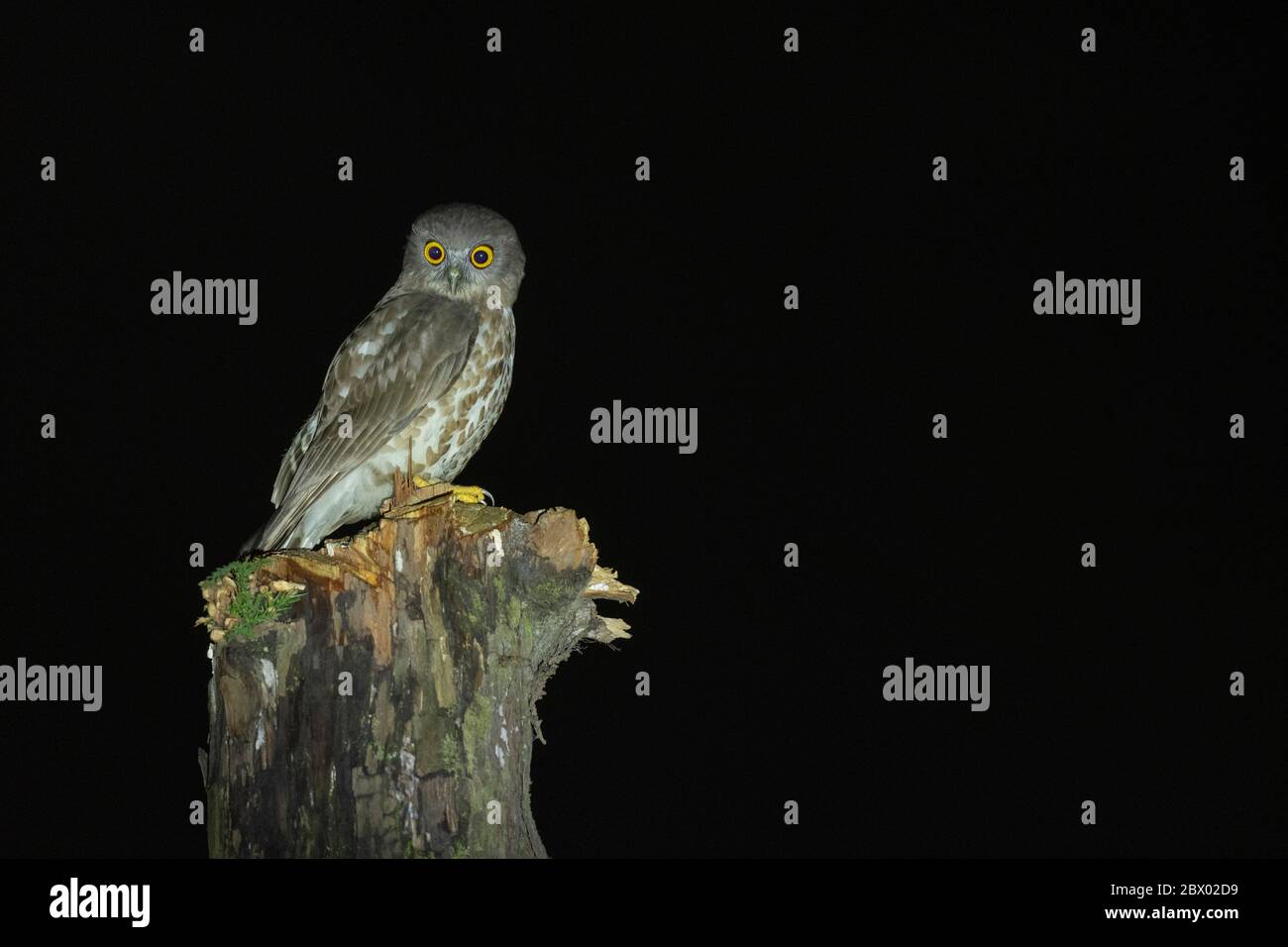 Asian owl species hi-res stock photography and images - Alamy