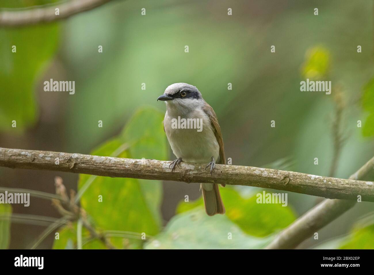 Red-vented Bulbul, Bengalensis, Pycnonotus cafer bengalensis Blyth ...