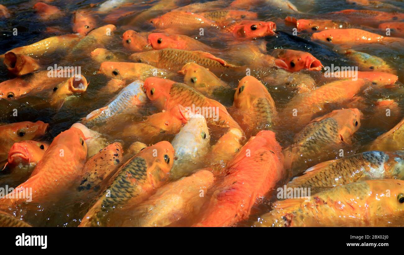 Crowd of golden fish in pond Stock Photo - Alamy