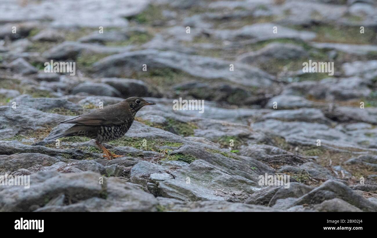 Alpine thrush, Zoothera mollissima, Neora Valley National Park ...