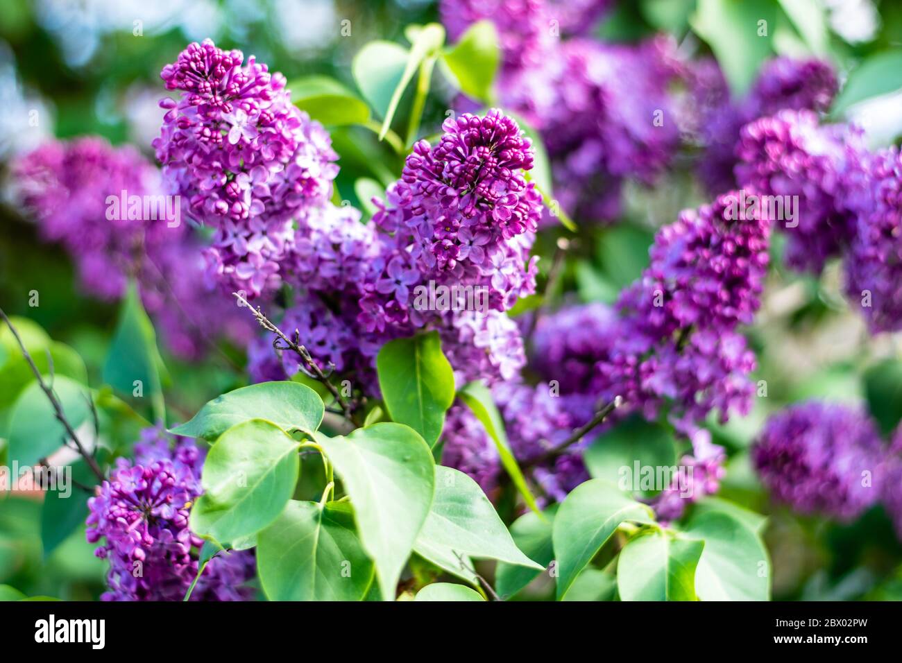 Beautiful lilac flowers bloom in spring Stock Photo - Alamy