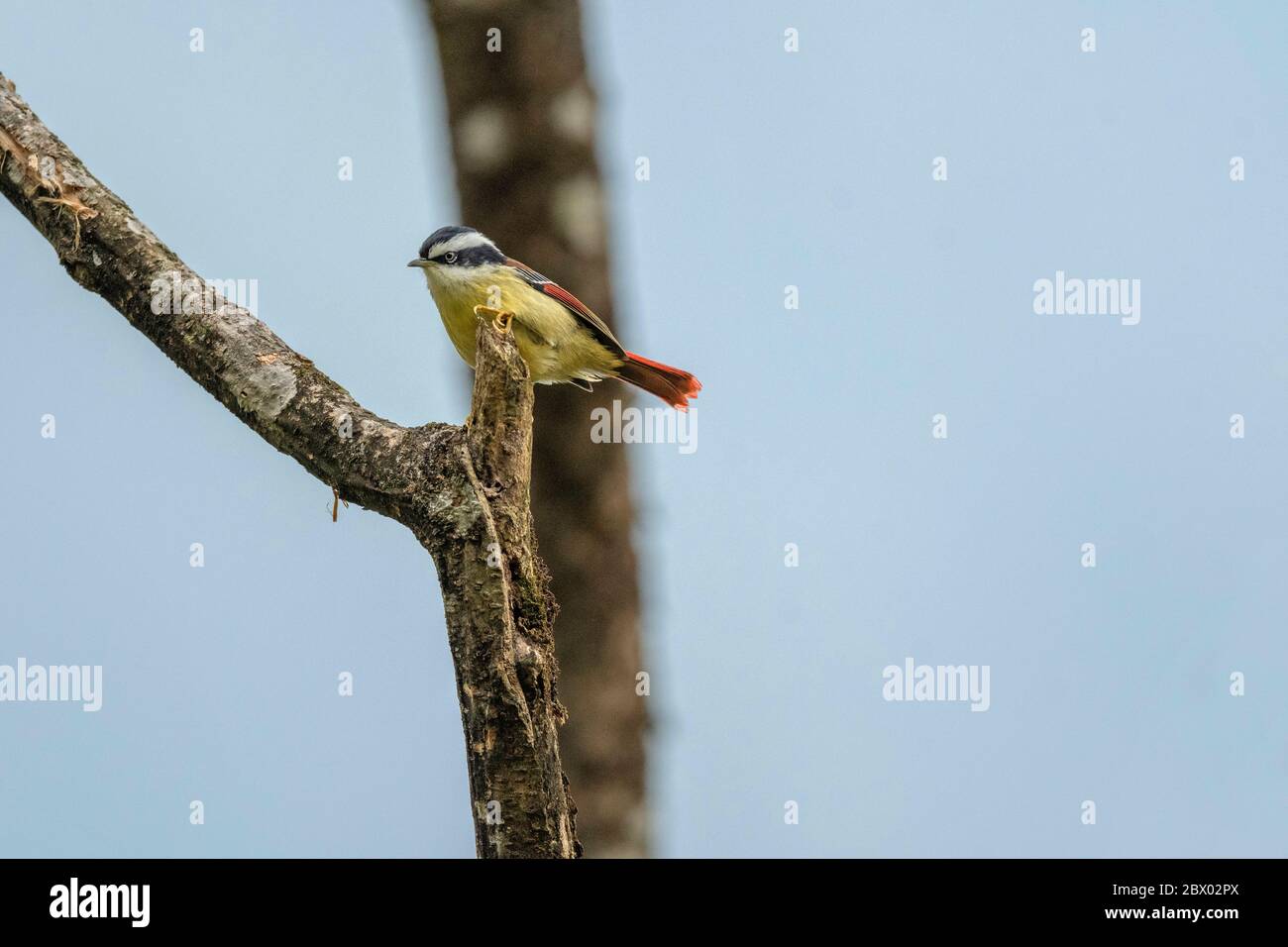 Red tailed minla hi-res stock photography and images - Alamy