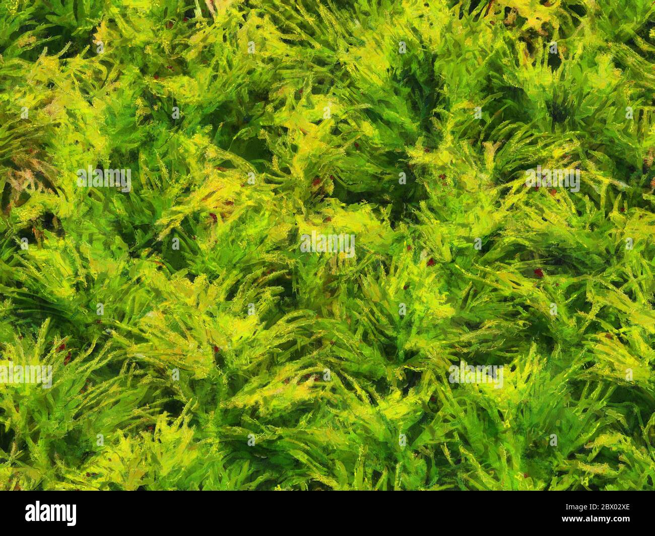 Small trees on the leaves in the garden The leaves are small, fuzzy ...