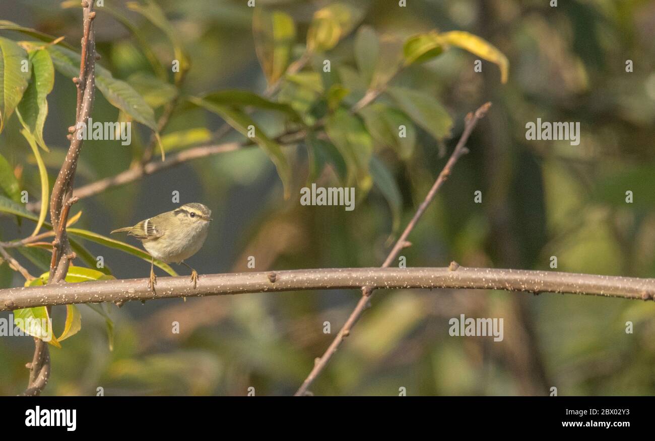 Lemon-rumped warbler or pale-rumped warbler Rishop, West Bengal, India ...