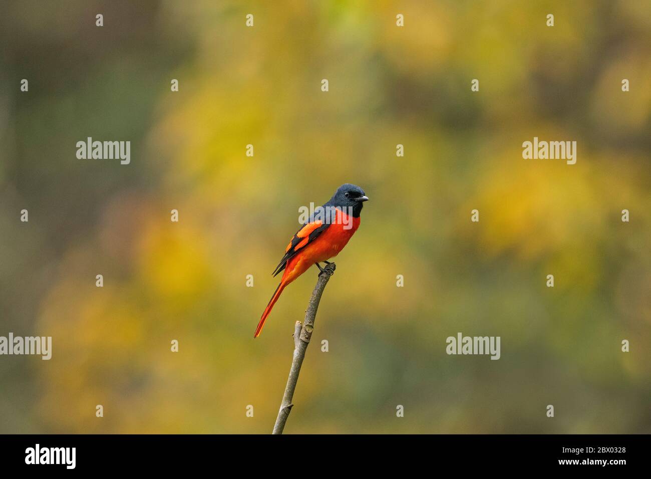 Scarlet Minivet, Pericrocotus speciosus, Male, Neora Valley National ...