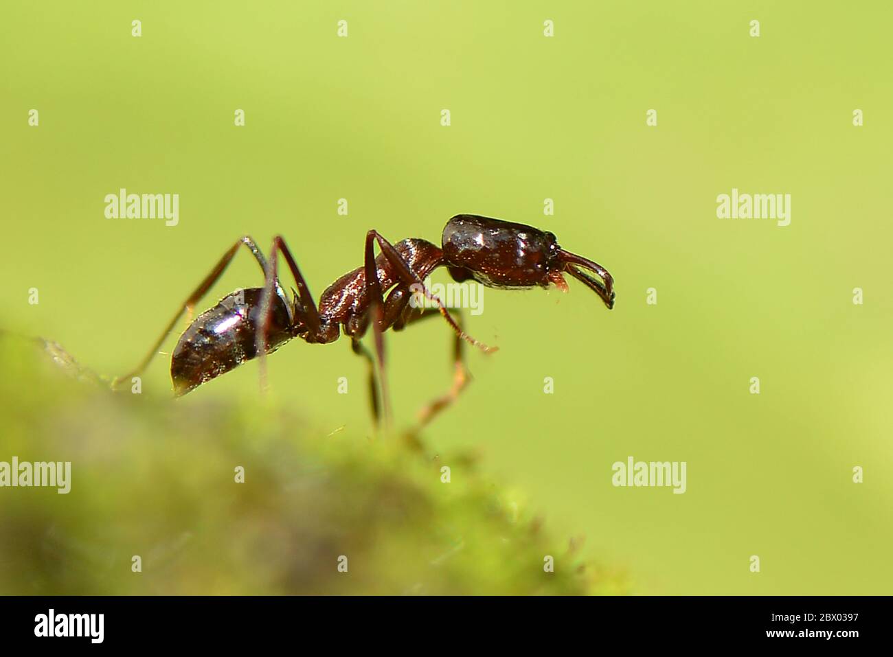 Angry ant hi-res stock photography and images - Alamy