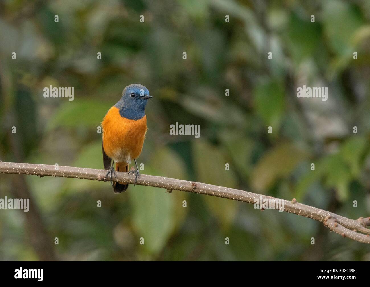 Blue-fronted redstart, Phoenicurus frontalis, Male, Rishop, West Bengal ...