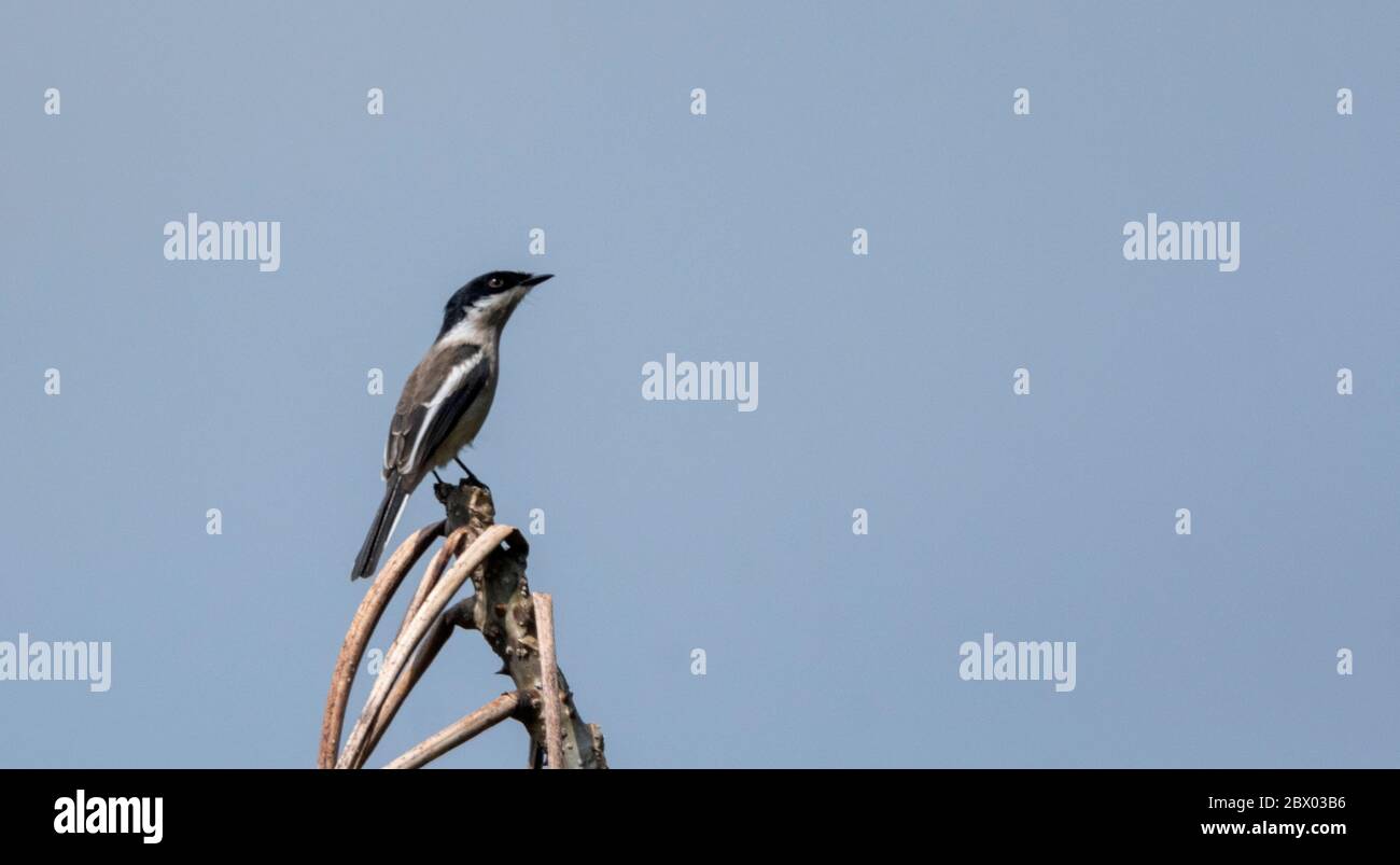 Bar-winged flycatcher-shrike, Hemipus picatus, Lava, Kalimpong district ...