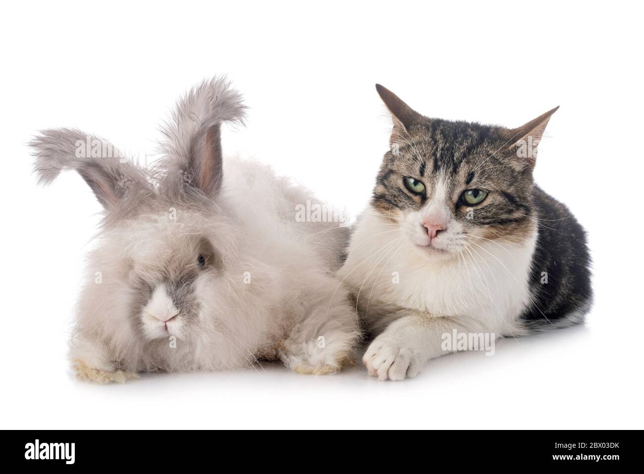 English Angora and cat in front of white background Stock Photo - Alamy