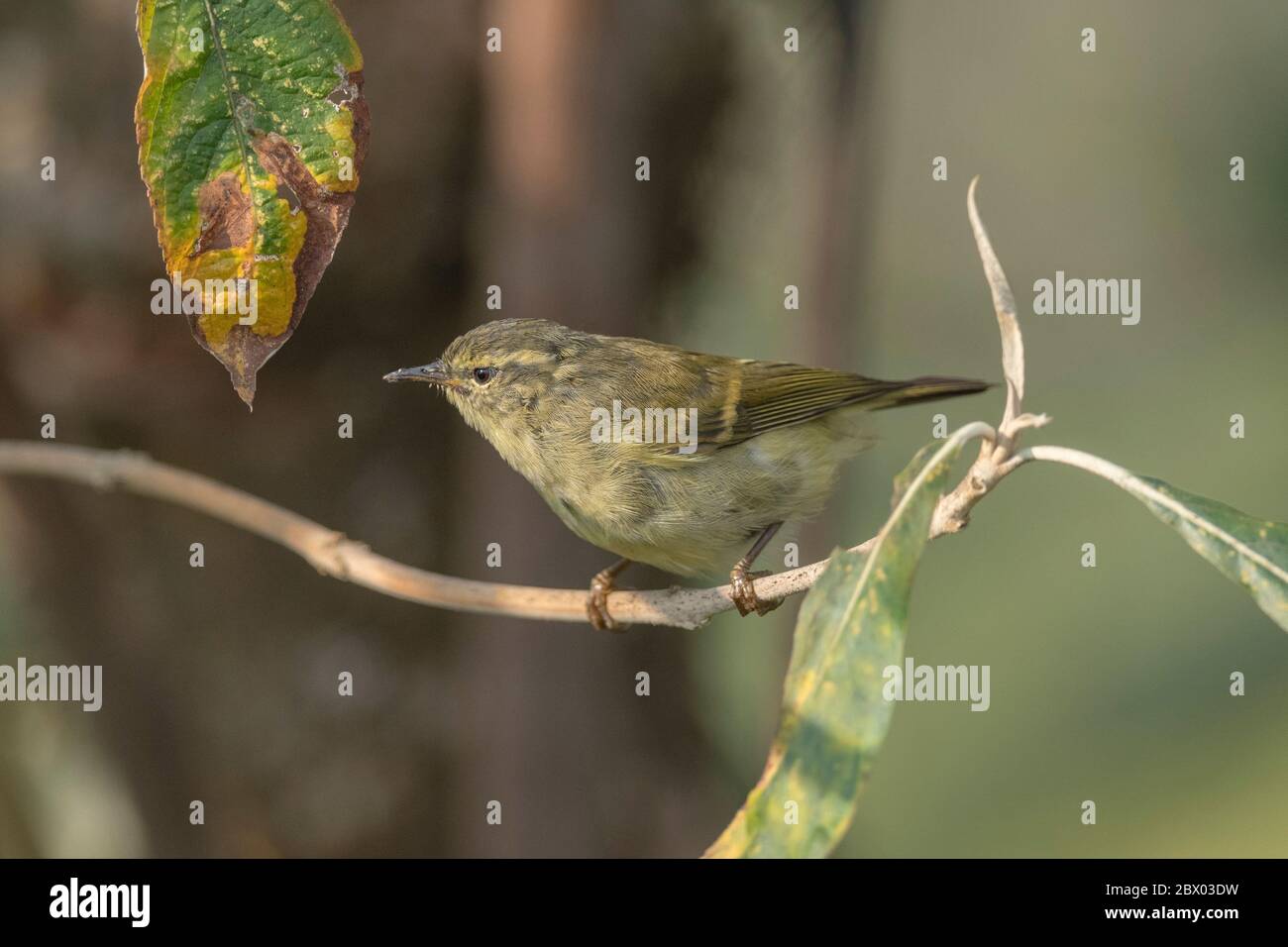 Buff barred warbler phylloscopus pulcher hi-res stock photography and ...