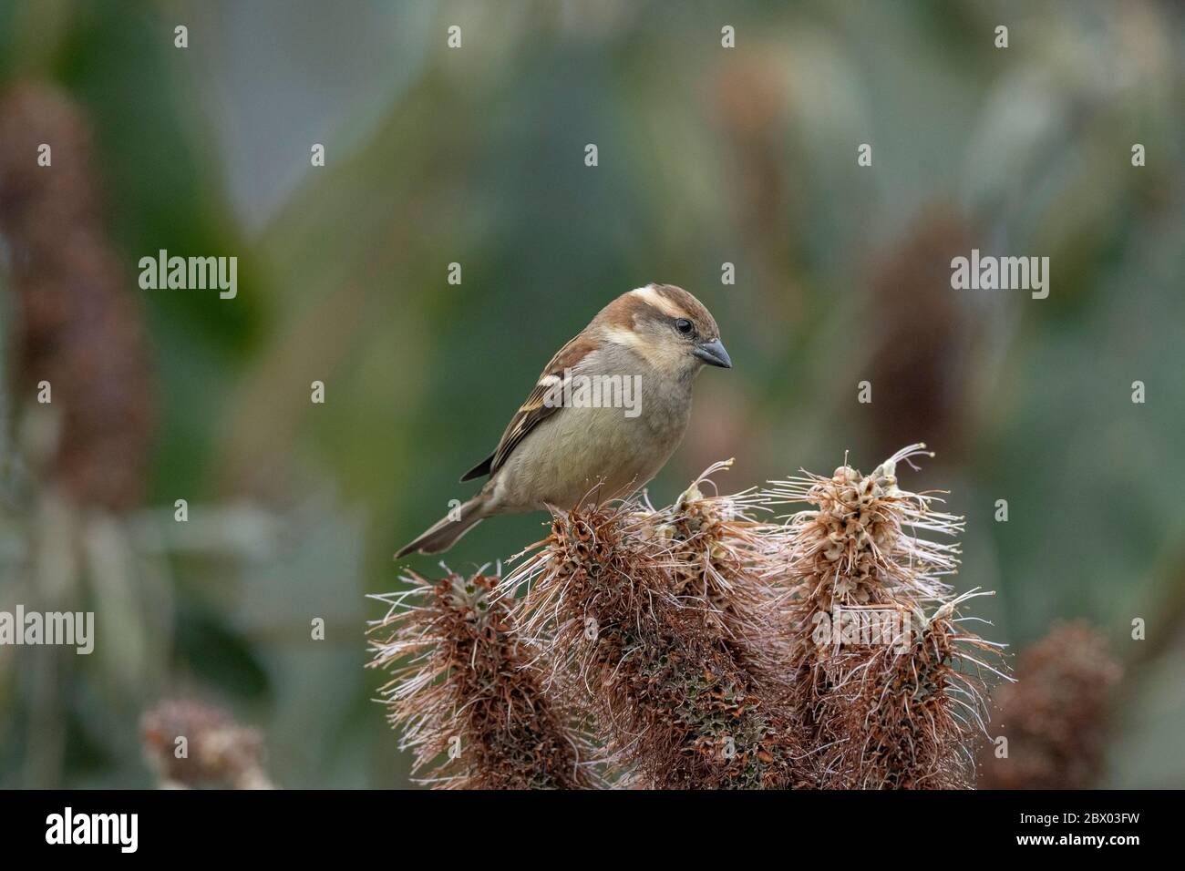 Cherry tree india hi-res stock photography and images - Alamy