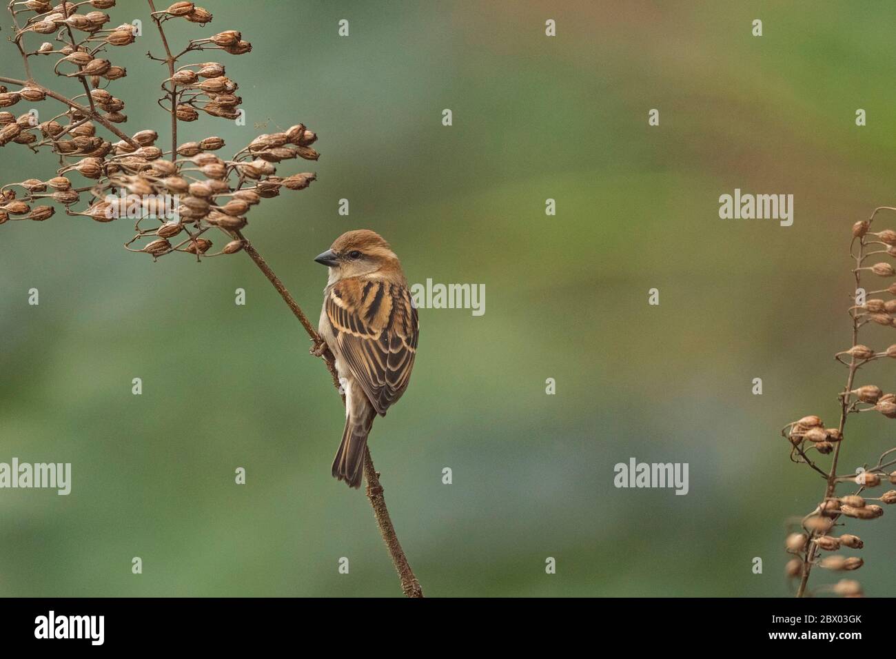 Female tree sparrow hi-res stock photography and images - Alamy