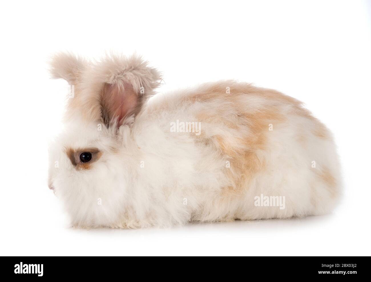English Angora in front of white background Stock Photo - Alamy