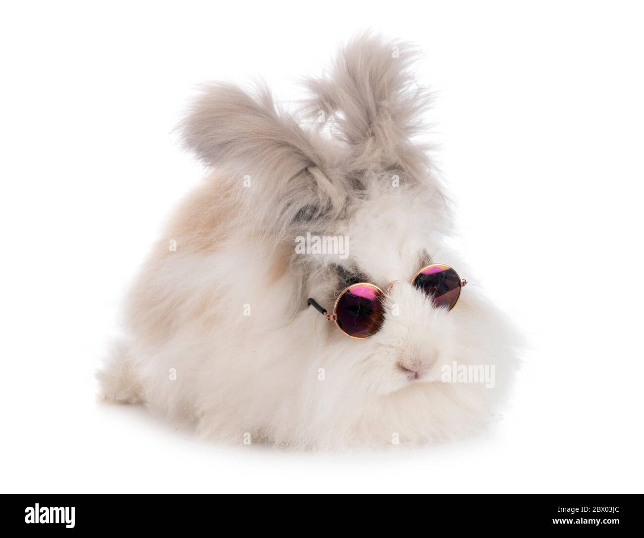 English Angora in front of white background Stock Photo - Alamy