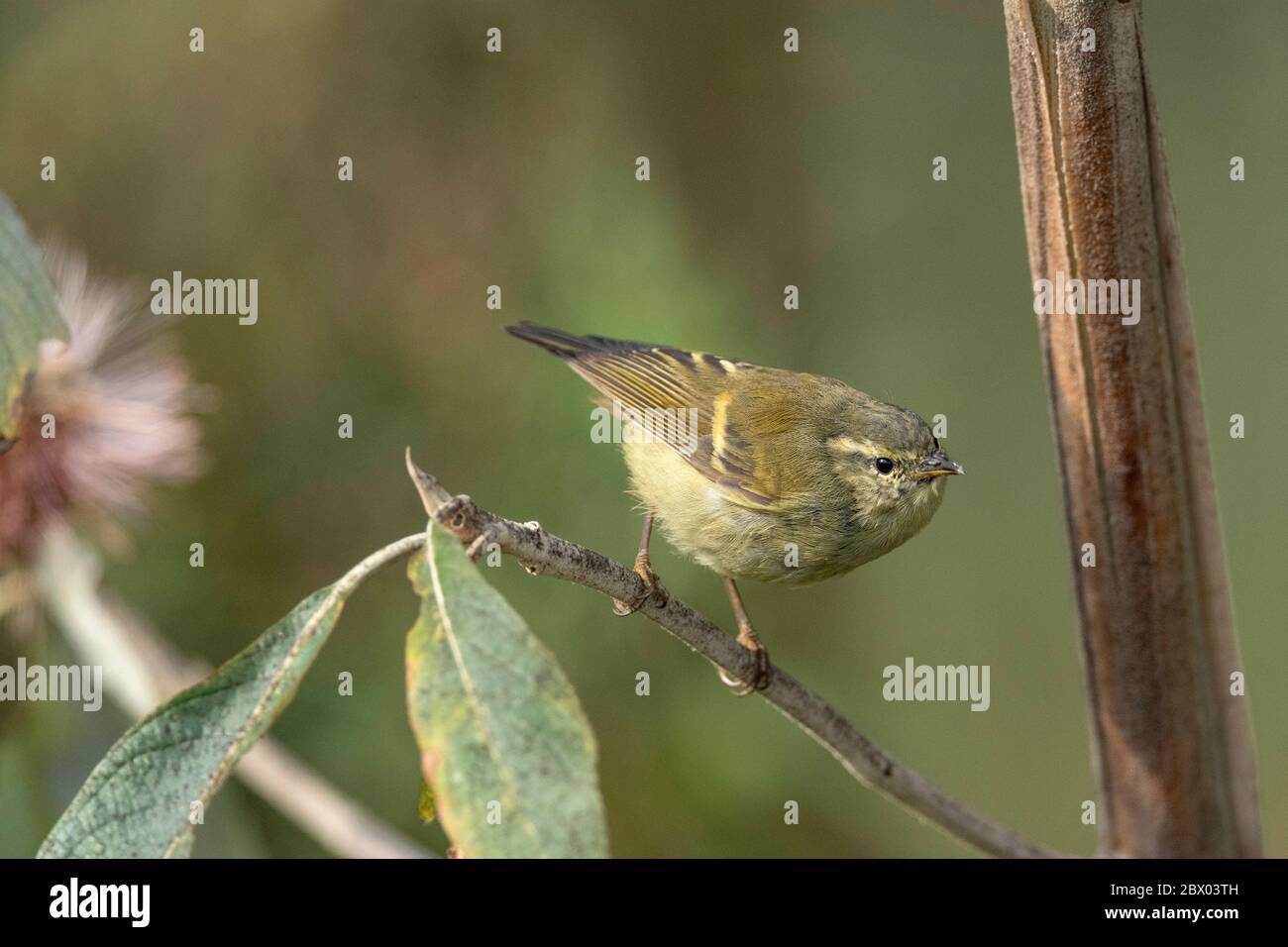 Buff-barred warbler, Phylloscopus pulcher, Lava, Kalimpong district ...