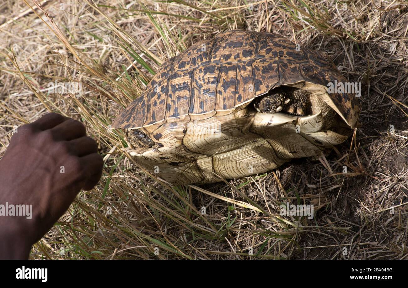 An animal helping another animal hi-res stock photography and images ...