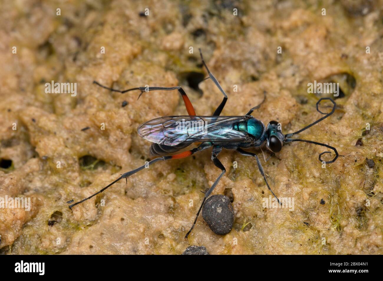 Cockroach wasp, Ampulex compressa, Ampulicidae, Lonand, Satara ...