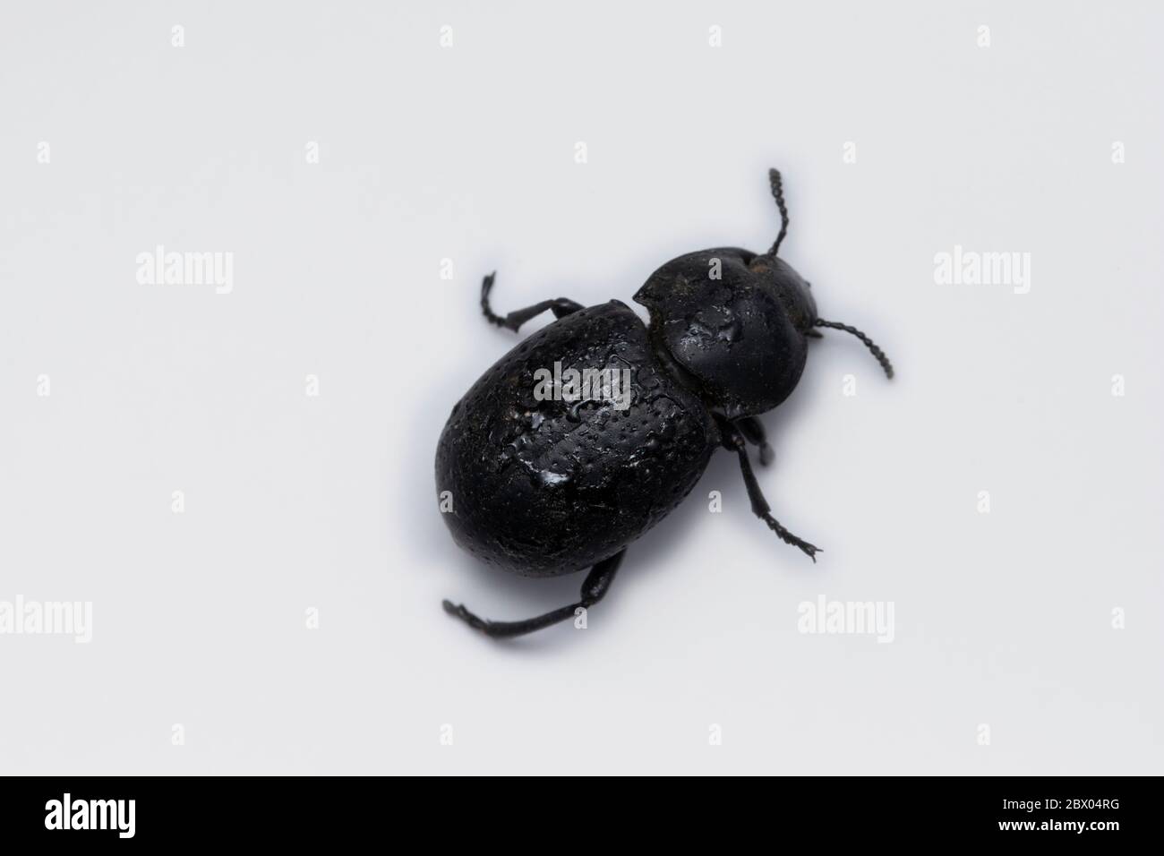 Dorsal of Cellar beetle, Blaps mortisaga, Tenebrionidae, Lonand ...