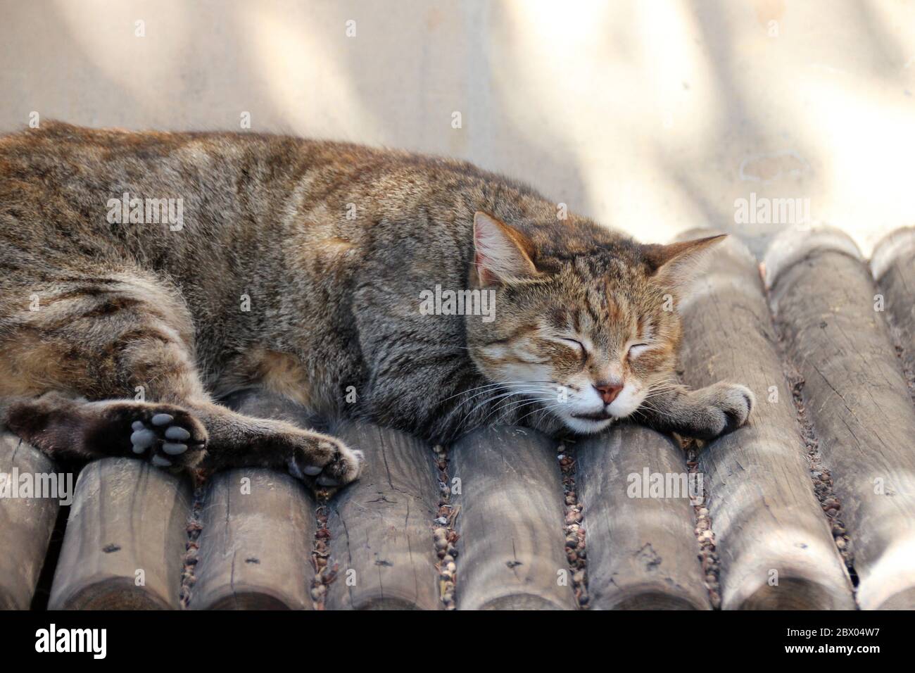 cat in valletta (malta Stock Photo - Alamy