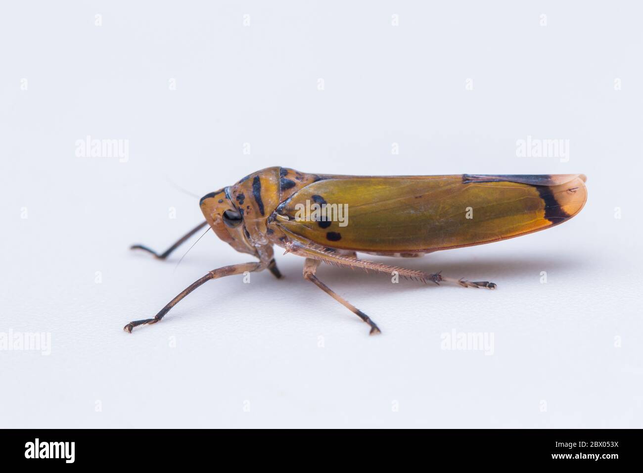 Macro shot of a colorful leaf hopper isolated on white-Nature wildlife ...