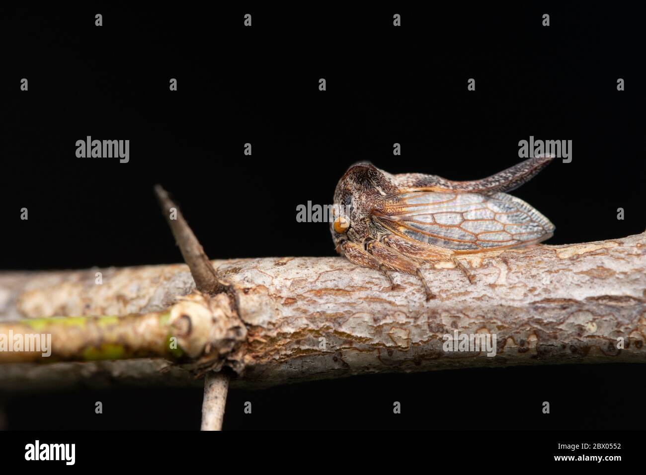 Horned froghopper hi-res stock photography and images - Alamy