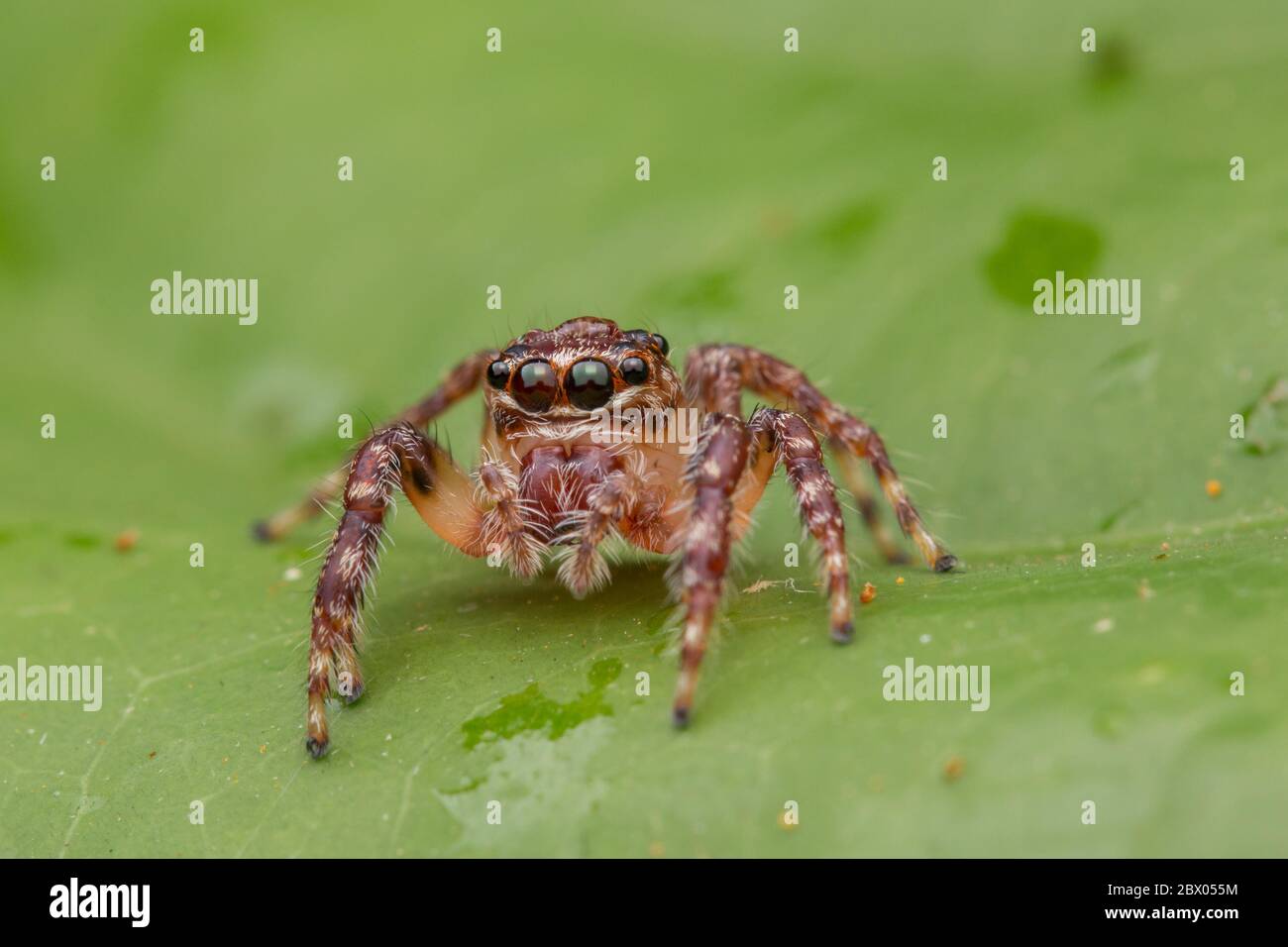Beautiful Jumping Spider , Close-up Jumping Spider , Jumping Spider ...