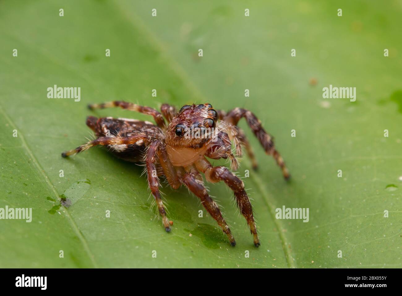 Beautiful Jumping Spider , Close-up Jumping Spider , Jumping Spider ...