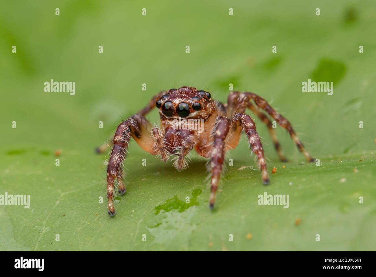 Beautiful Jumping Spider , Close-up Jumping Spider , Jumping Spider ...
