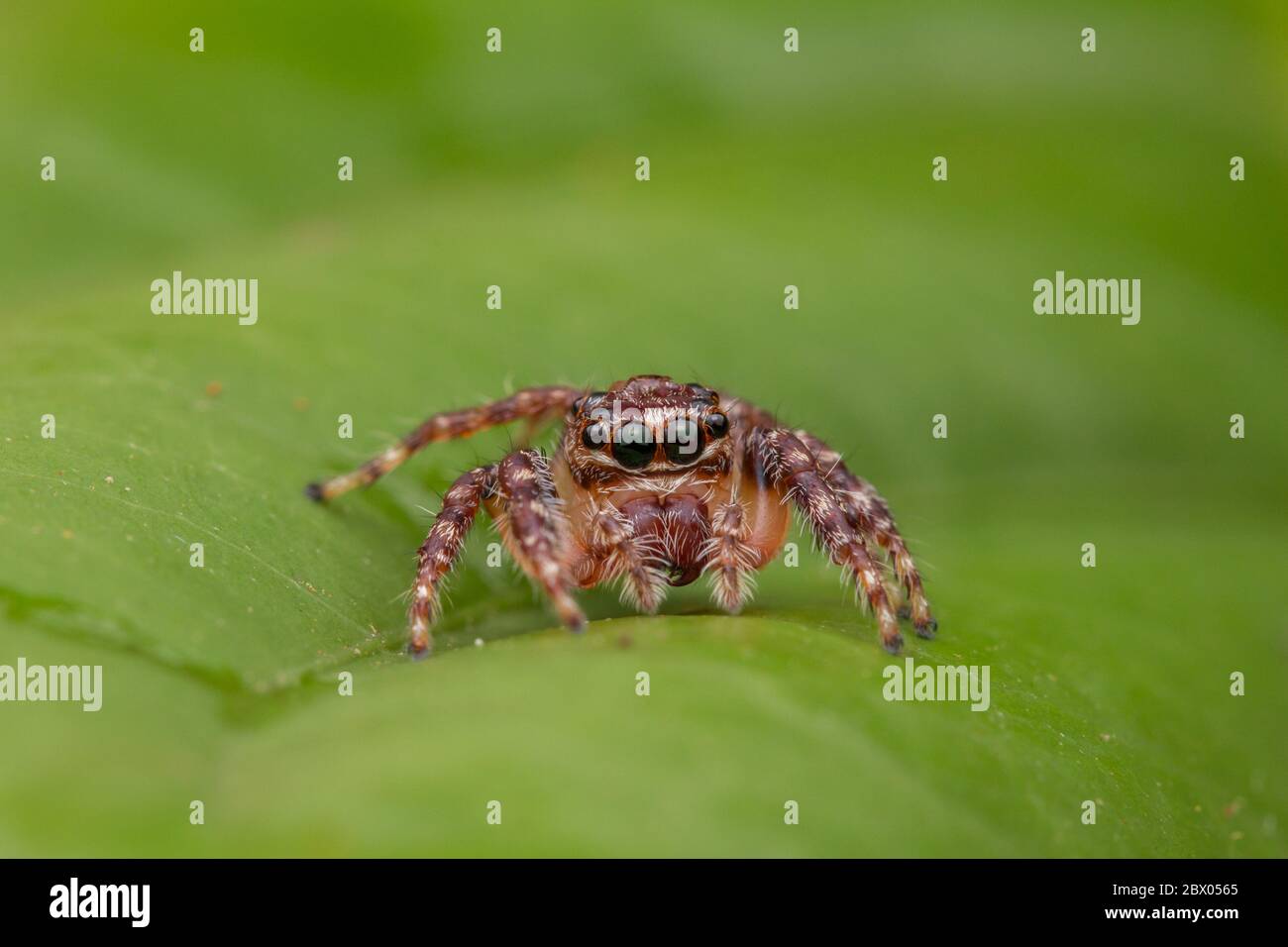 Beautiful Jumping Spider , Close-up Jumping Spider , Jumping Spider ...
