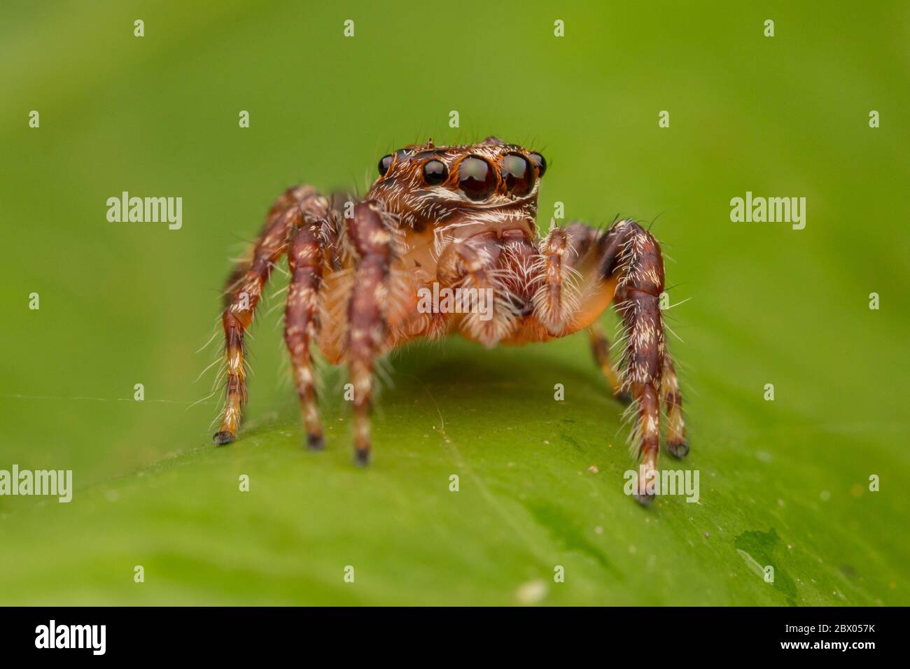 Beautiful Jumping Spider , Close-up Jumping Spider , Jumping Spider ...