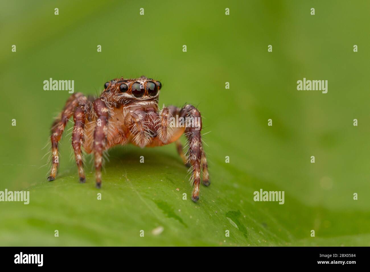 Beautiful Jumping Spider , Close-up Jumping Spider , Jumping Spider ...