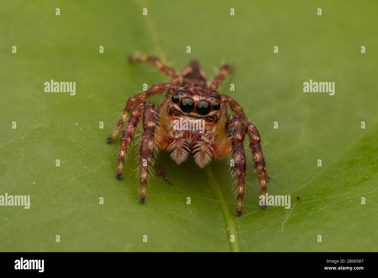 Beautiful Jumping Spider , Close-up Jumping Spider , Jumping Spider ...