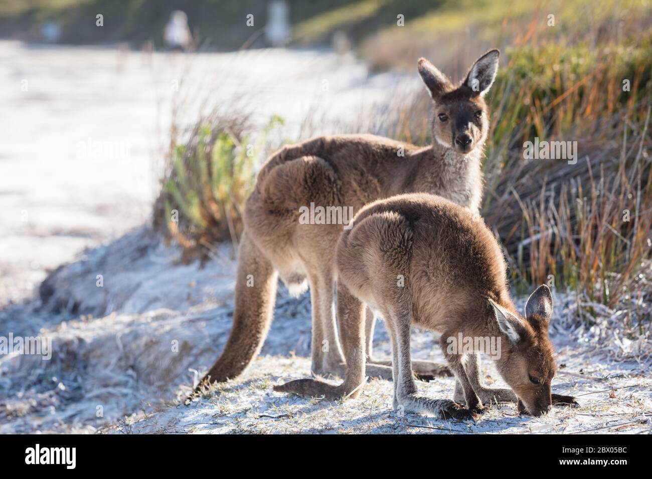 Two friendly kangaroos hi-res stock photography and images - Alamy