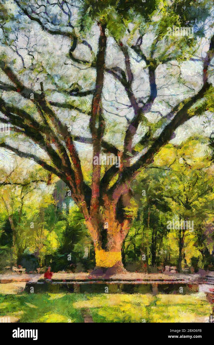 Large tree With branches spreading out wide With a beautiful branch ...