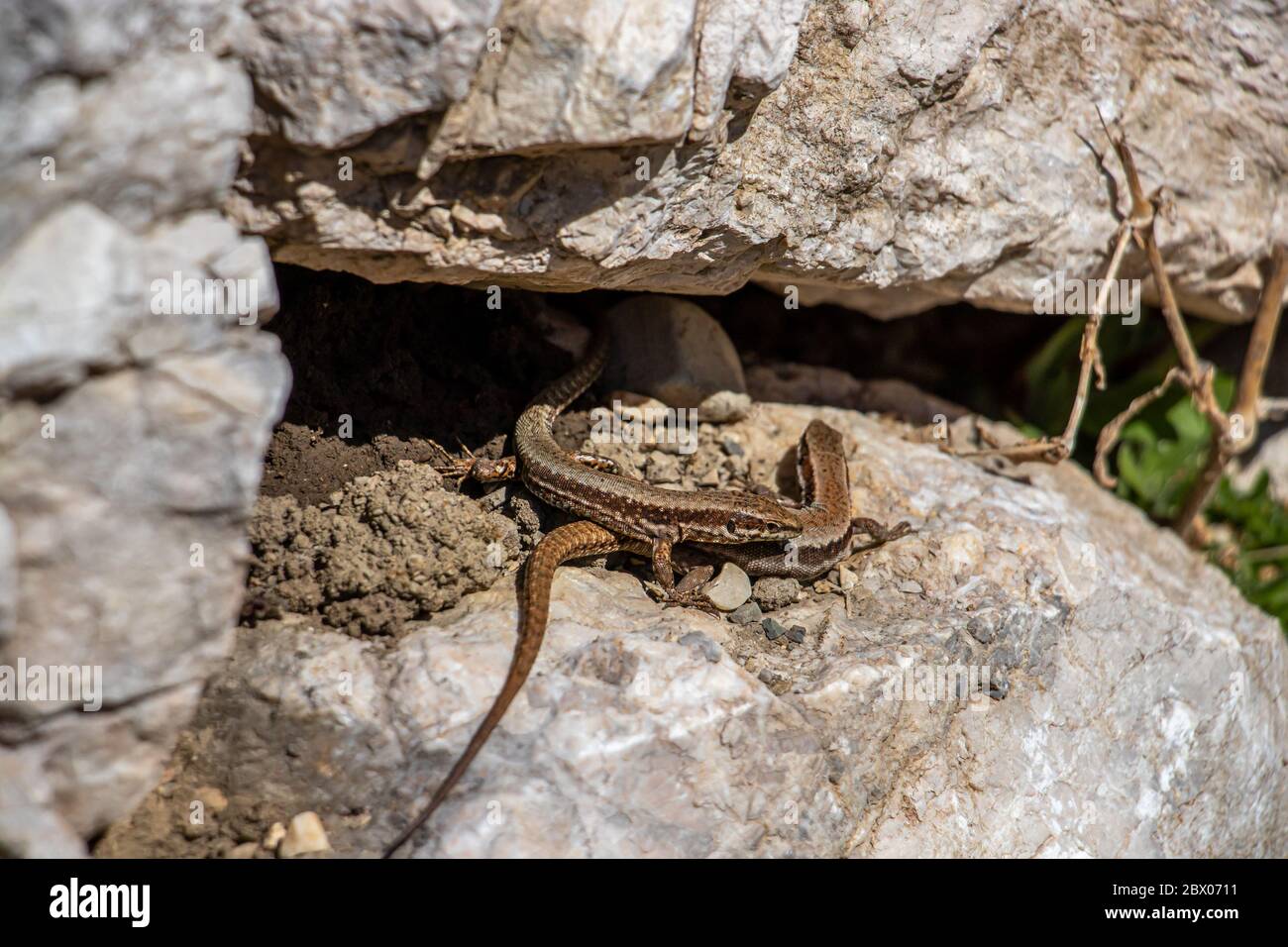 Two common wall lizards mating Stock Photo - Alamy