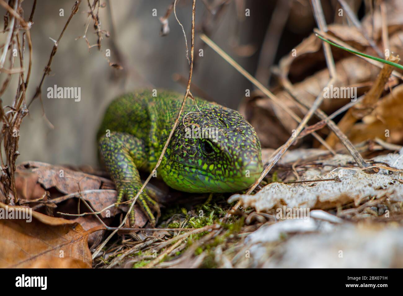 European green lizard standing on rock Stock Photo - Alamy