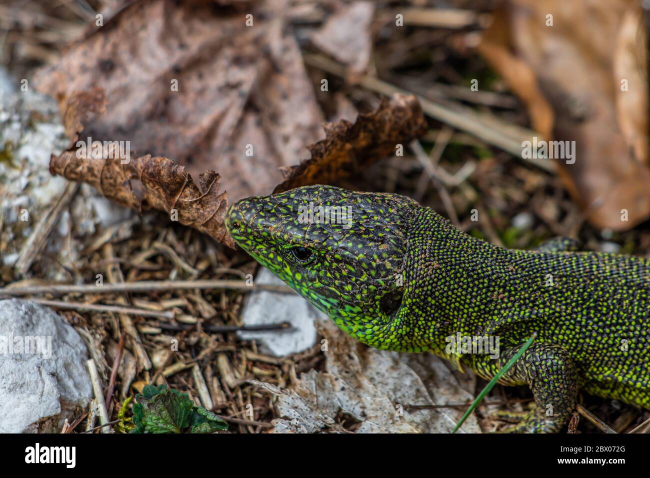 European green lizard head shot Stock Photo - Alamy
