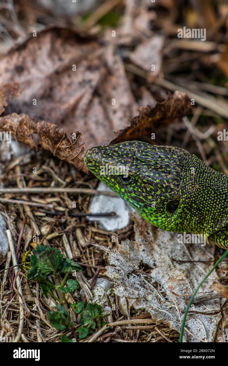 European green lizard head shot, close up Stock Photo - Alamy