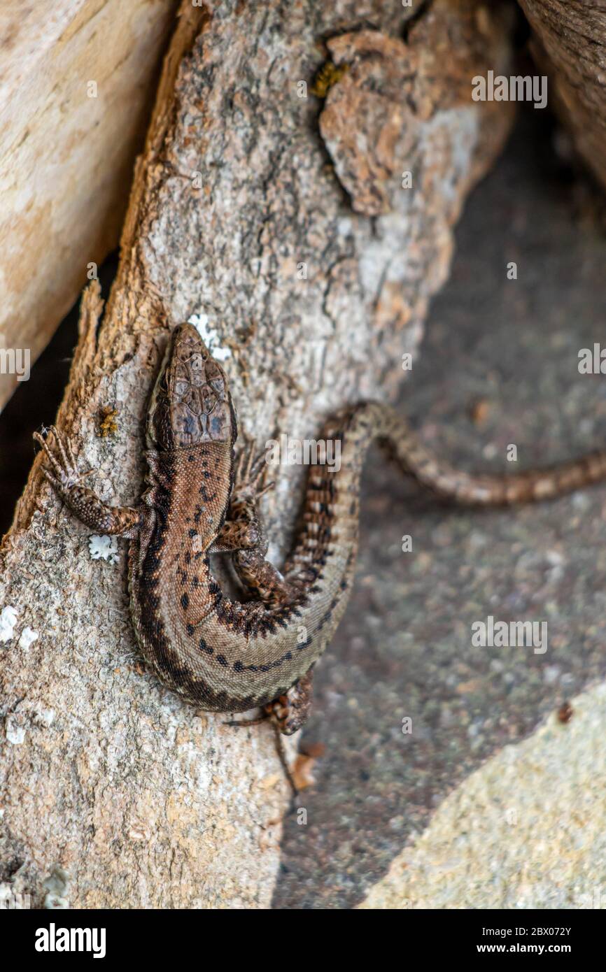 Common wall lizard close up Stock Photo - Alamy