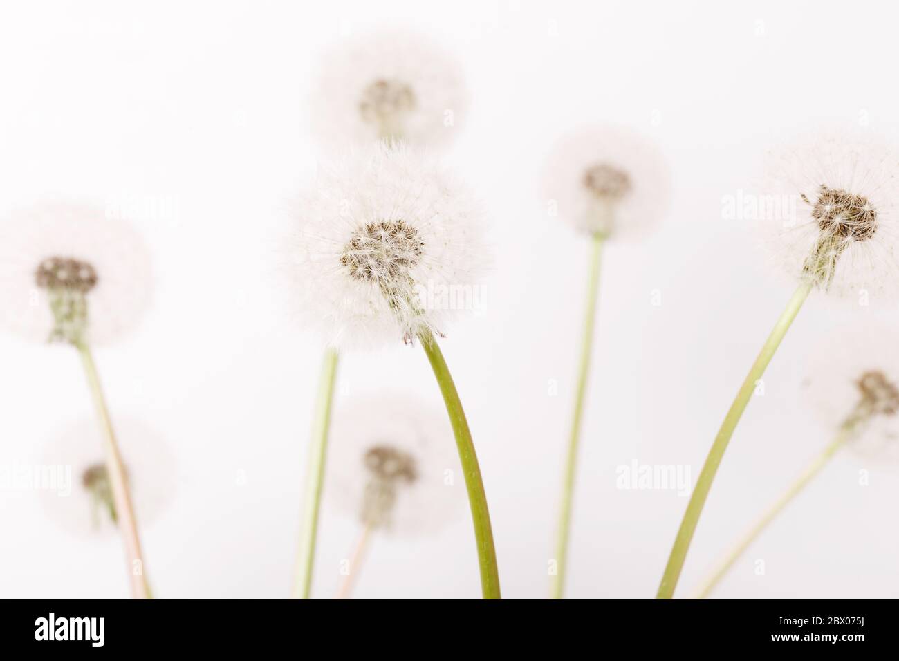 Macro of an overblown fluffy dandelion, creative floral layout ...