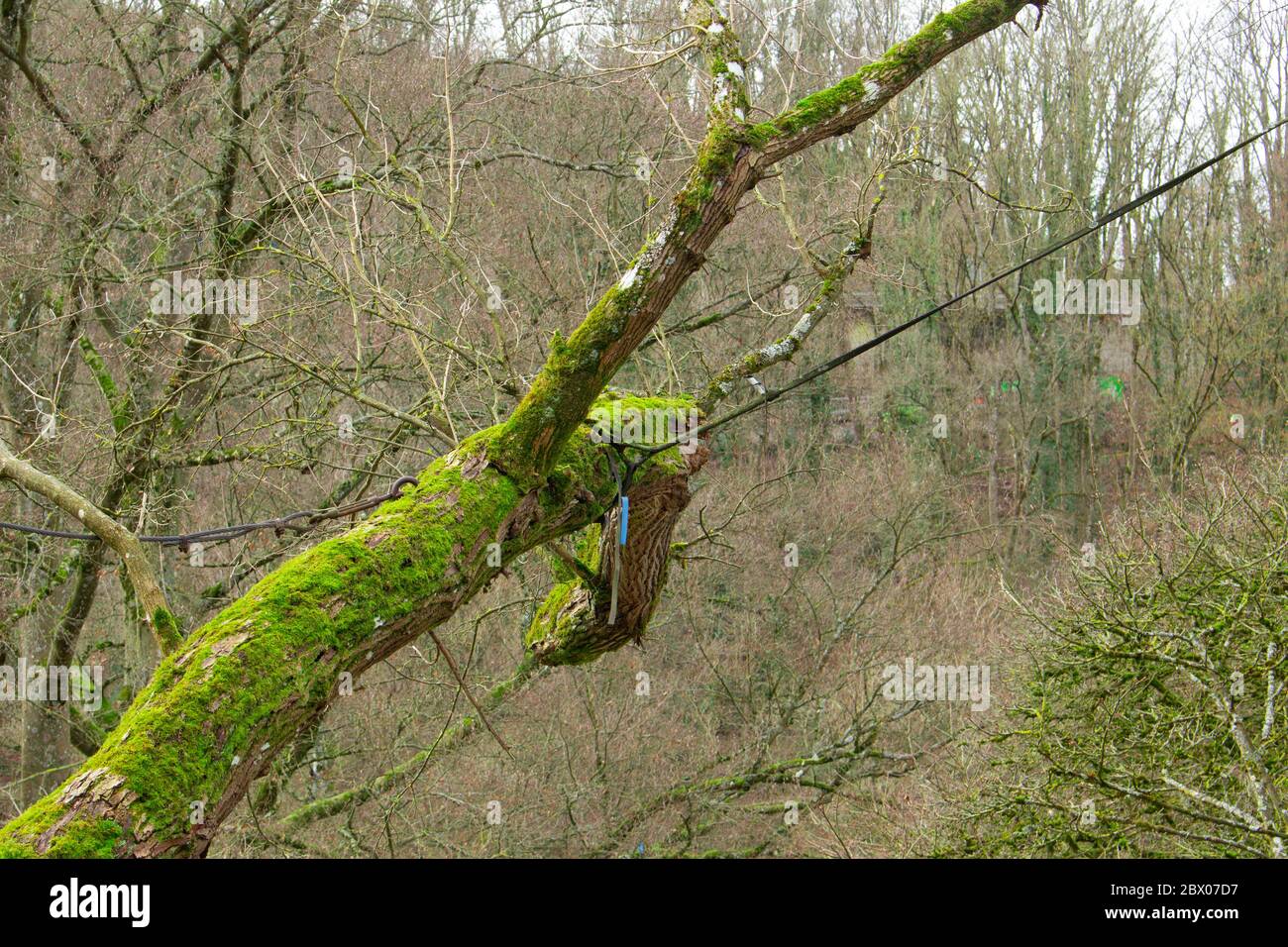 Big Branch covered with moss has to be secured with ropes from breaking ...