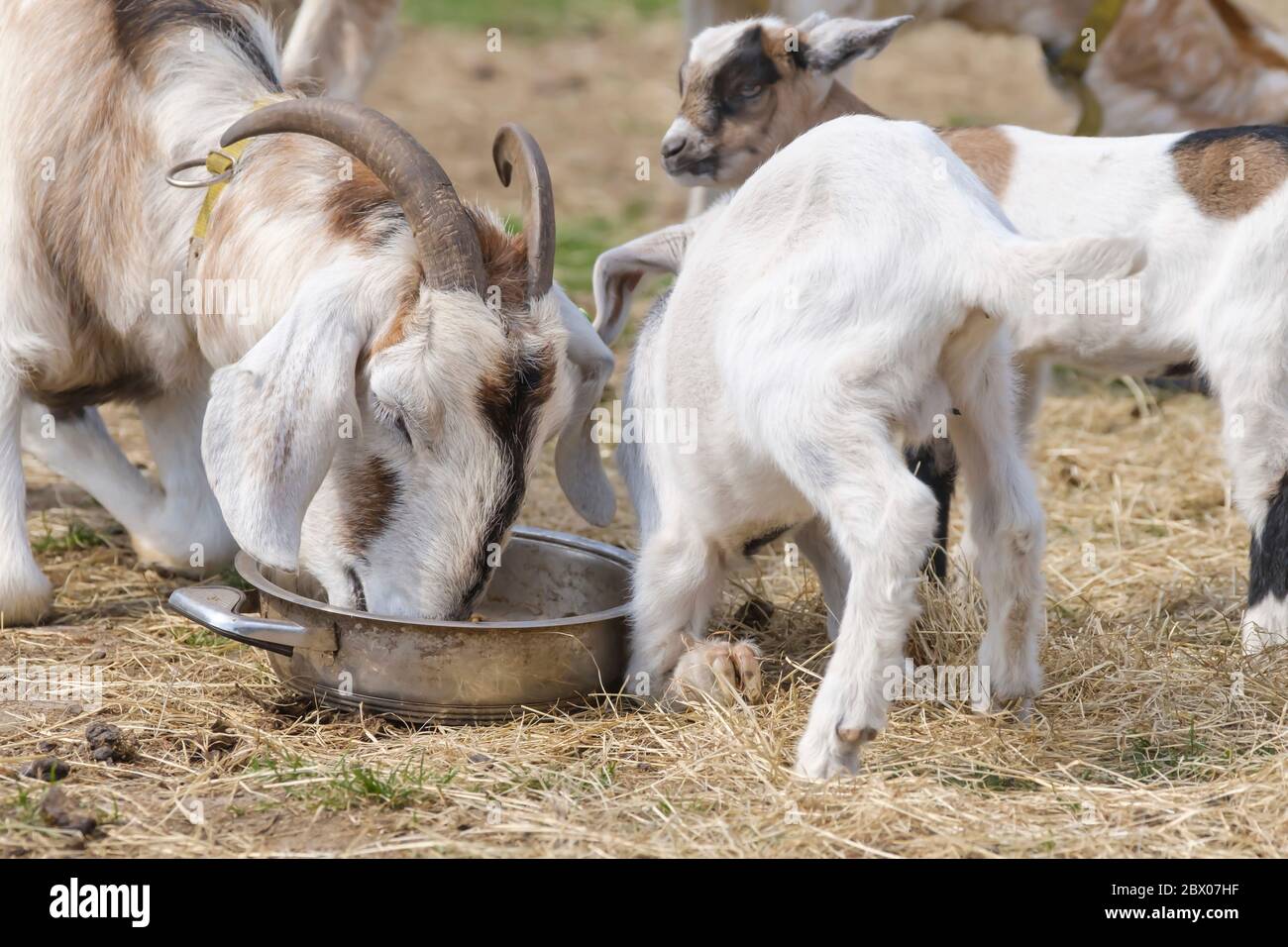 Couple of baby goat children are eating kibble with their mother, on ...