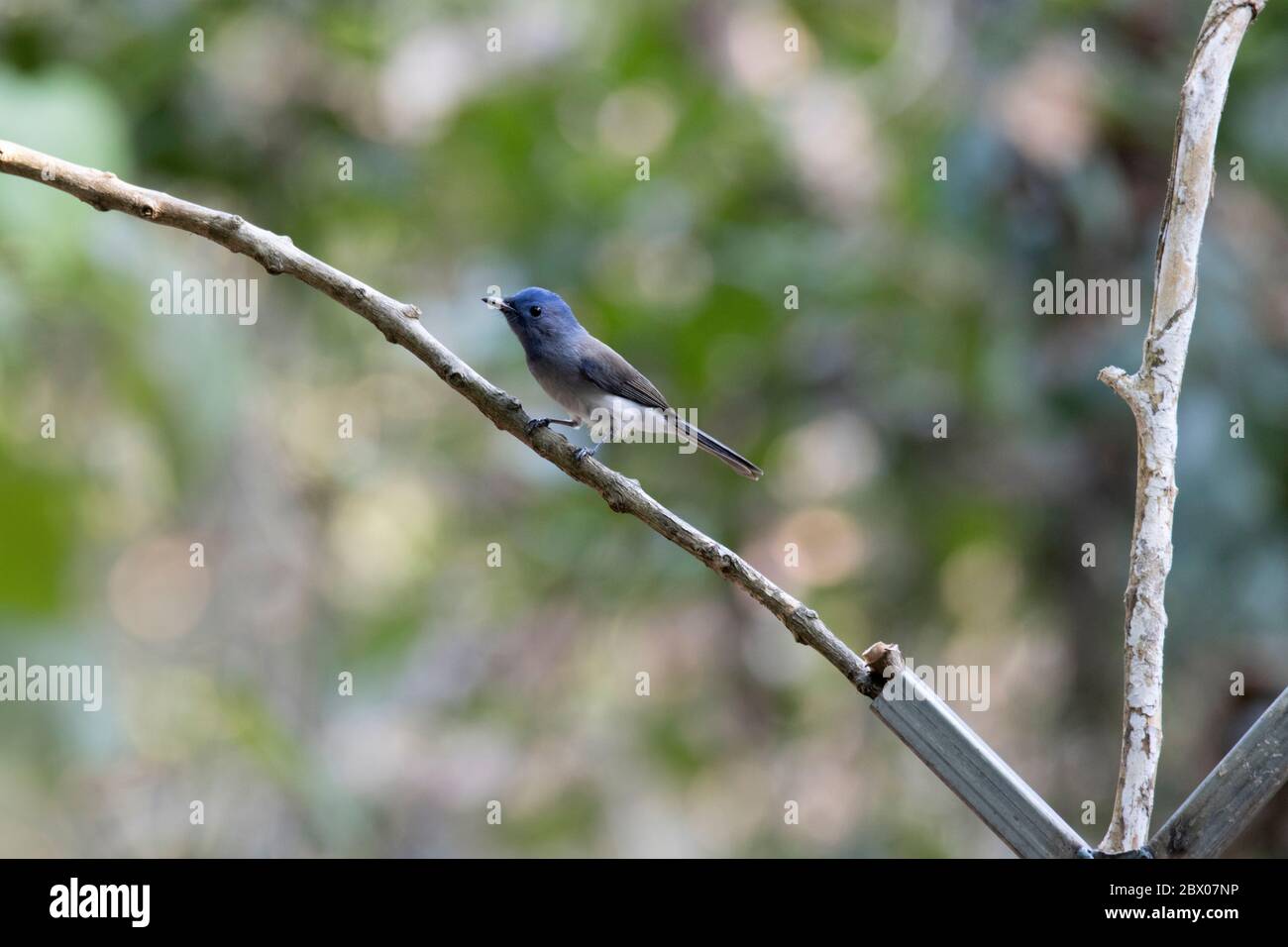 Female black naped blue flycatcher hi-res stock photography and images ...