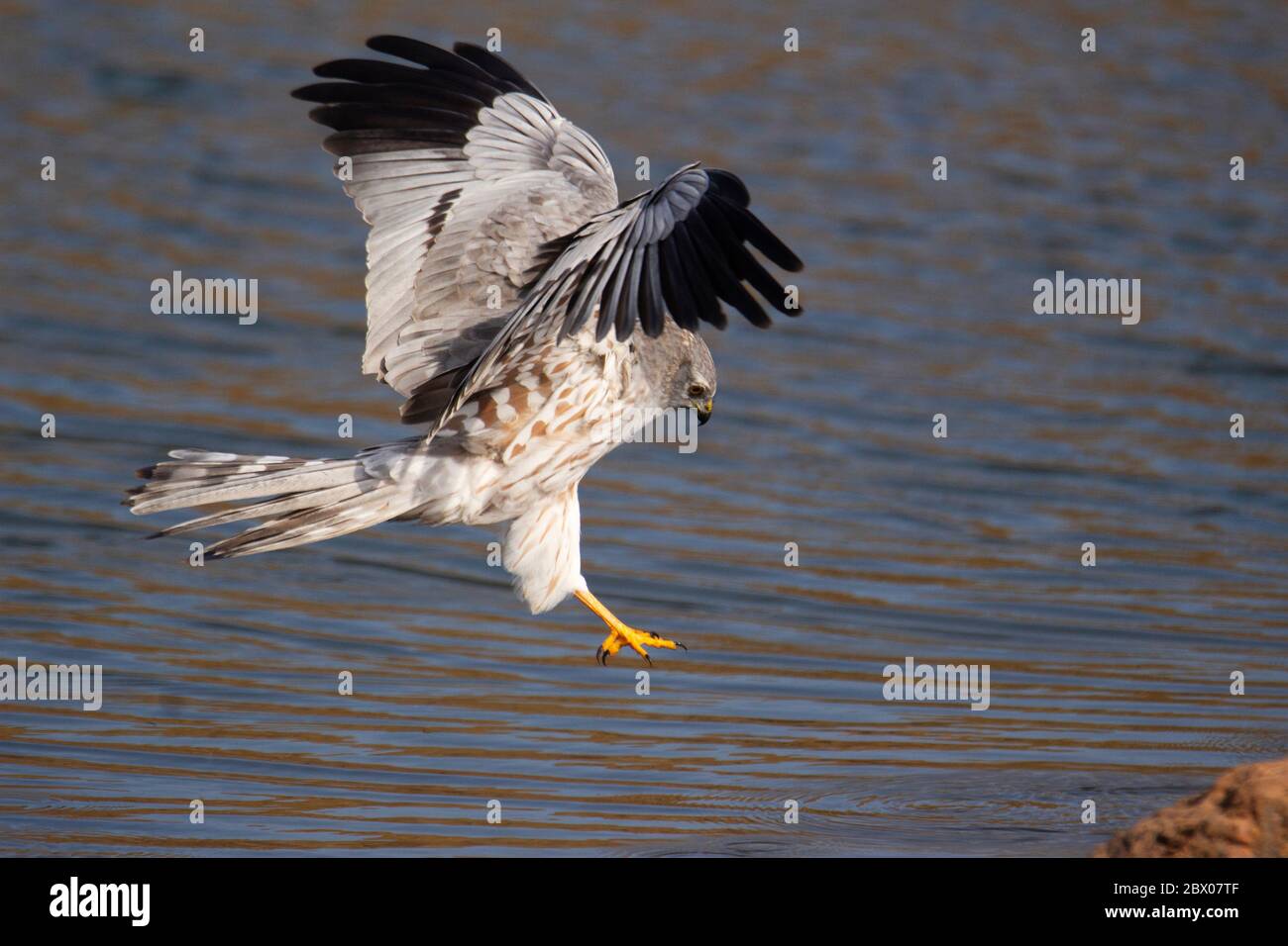 Peregrine falcon diving hi-res stock photography and images - Alamy
