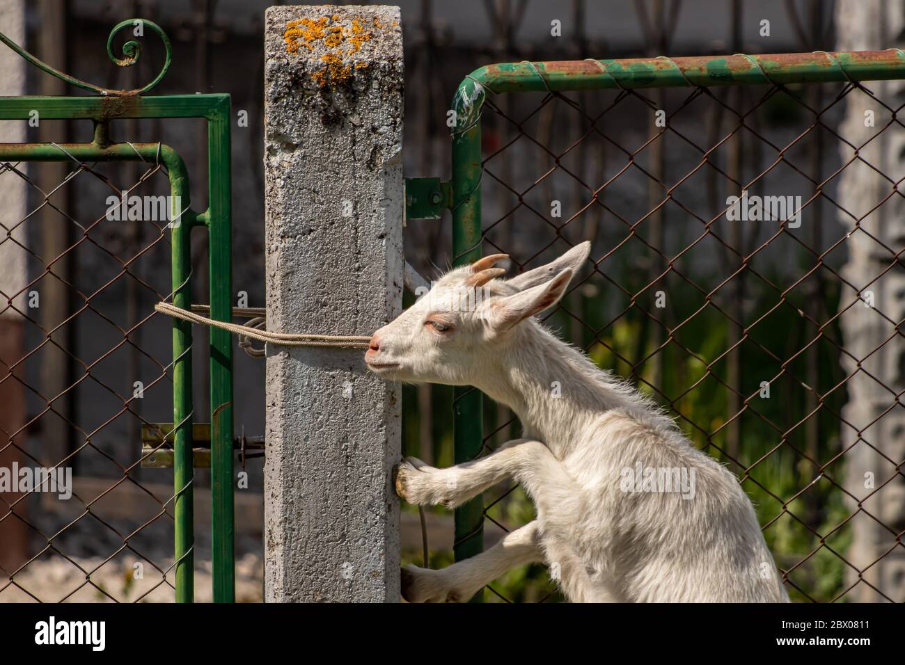 Small domestic goat on rear legs Stock Photo - Alamy