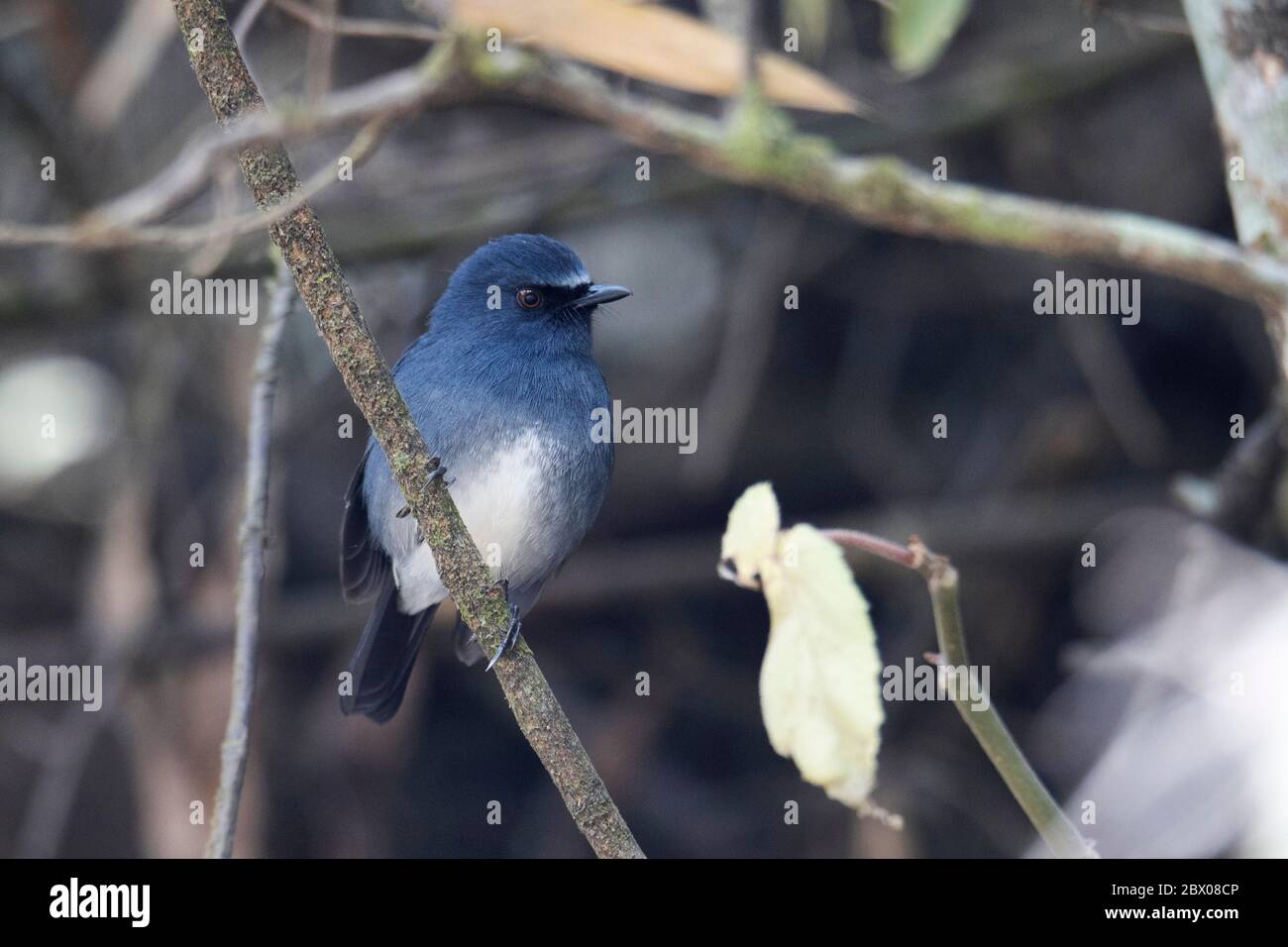 White bellied blue robin hi-res stock photography and images - Alamy