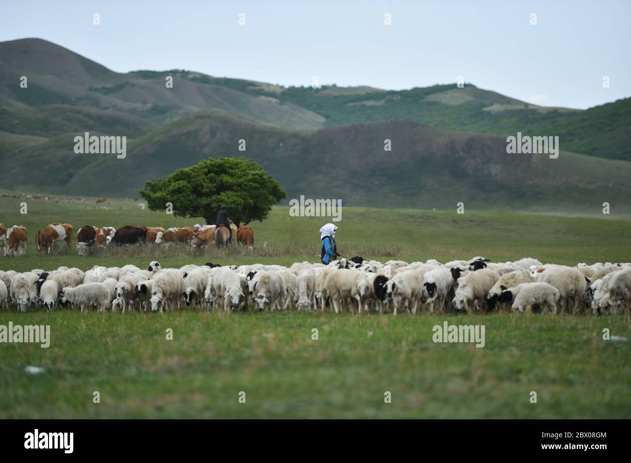 Horqin grassland hi-res stock photography and images - Alamy